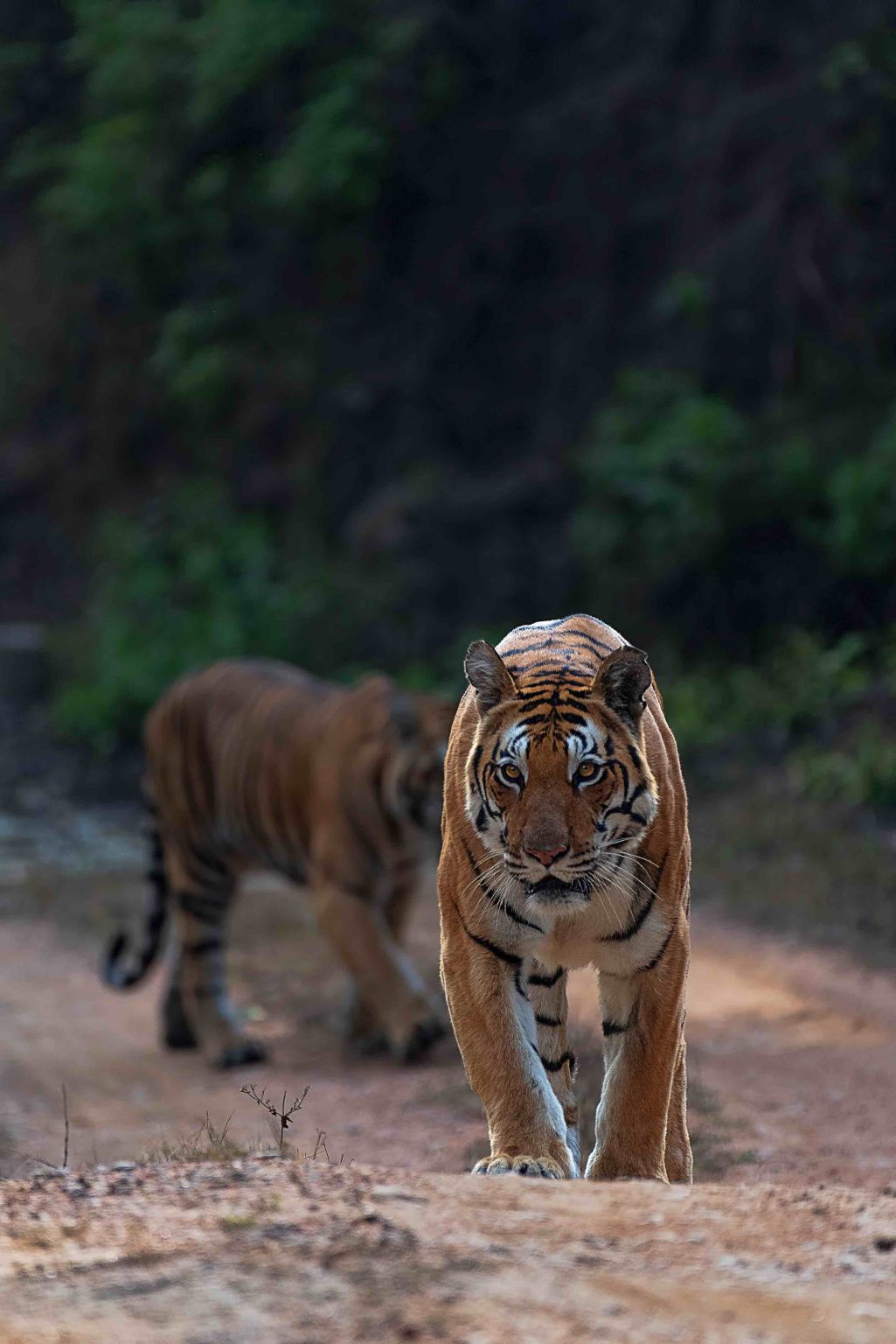 All You Need To Know About The Popular Tigers Kanha